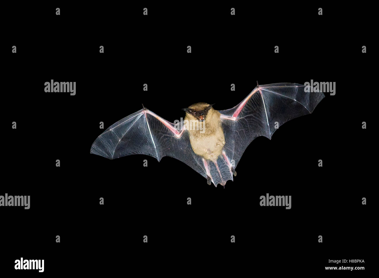 Eptesicus serotinus hi-res stock photography and images - Alamy