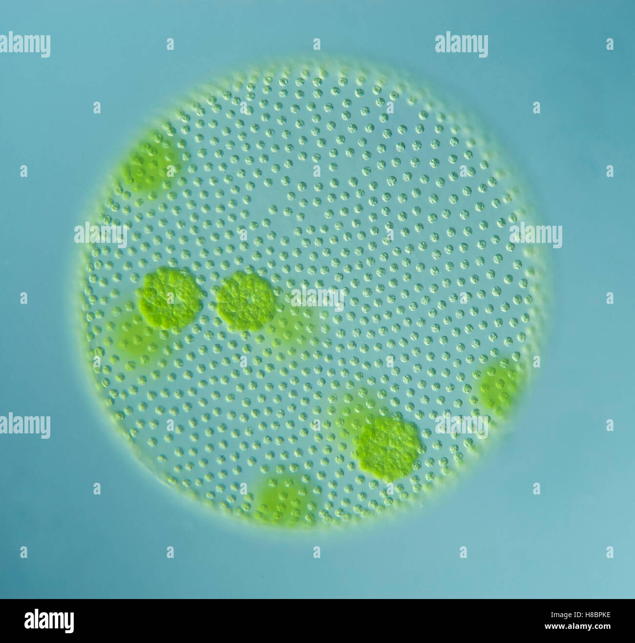 Volvox (Volvox aureus) green algae colony with daughter colonies ...