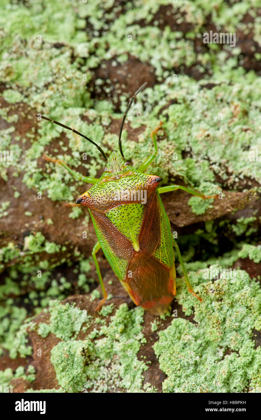 Shield Bug (Acanthosoma haemorrhoidale) camouflaged on lichen, Eesveen ...