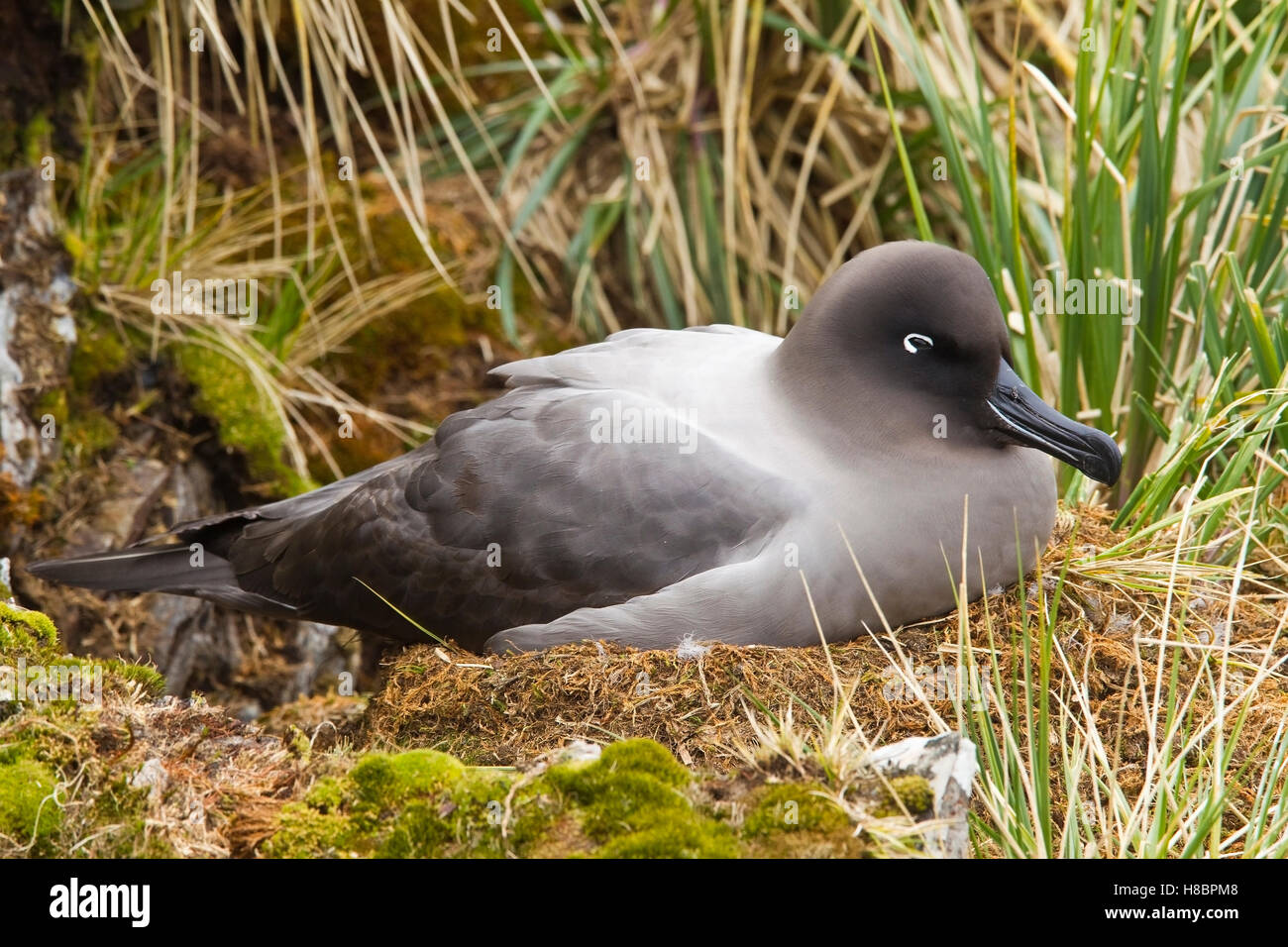 Light-mantled Albatross (Phoebetria palpebrata) on nest, South Georgia ...