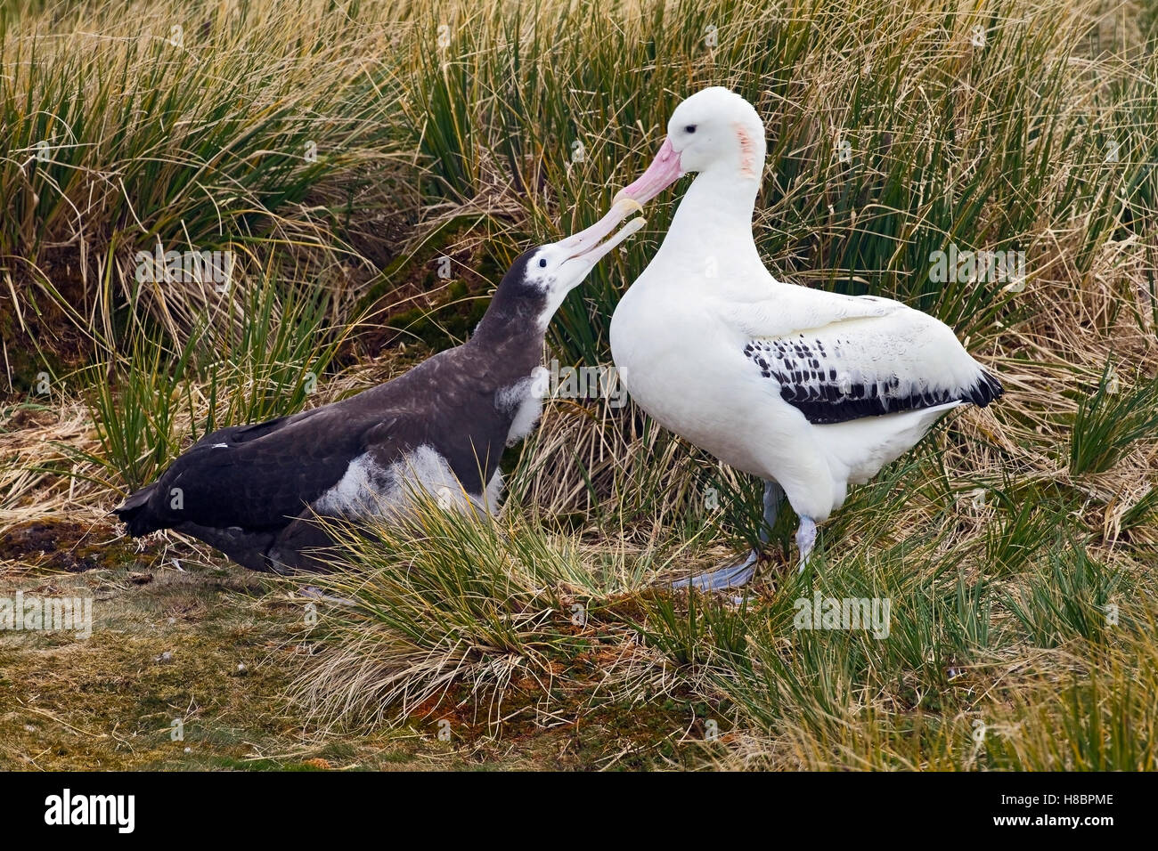 Wandering Albatross (Diomedea exulans) parent feeding fledgling chick ...