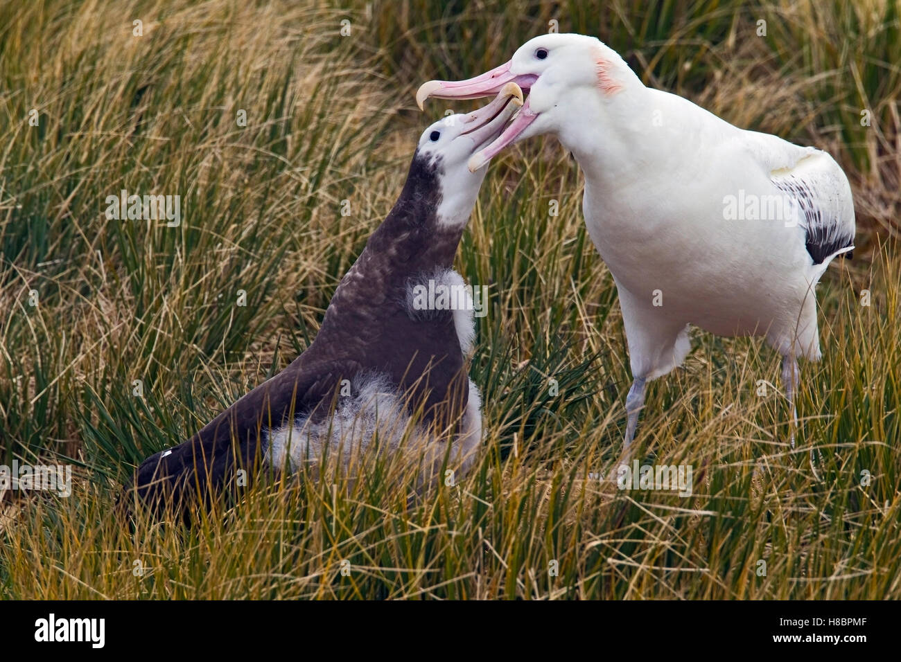 Wandering Albatross (Diomedea exulans) parent feeding fledgling chick ...