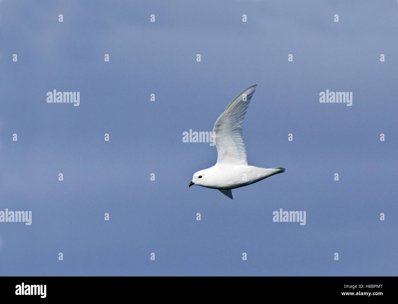 Snow Petrel (Pagodroma nivea) flying, South Georgia Island Stock Photo ...