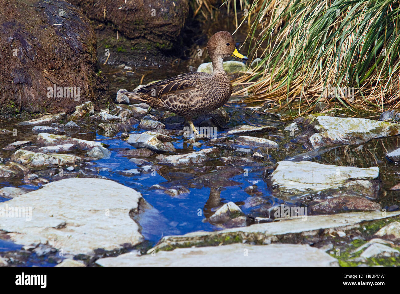 Yellow-billed Pintail (Anas georgica) in stream, South Georgia Island ...