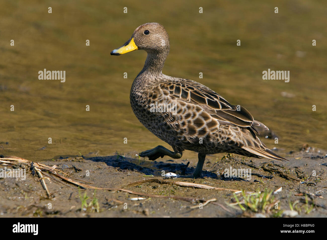 Yellow-billed Pintail (Anas georgica) walking, South Georgia Island ...
