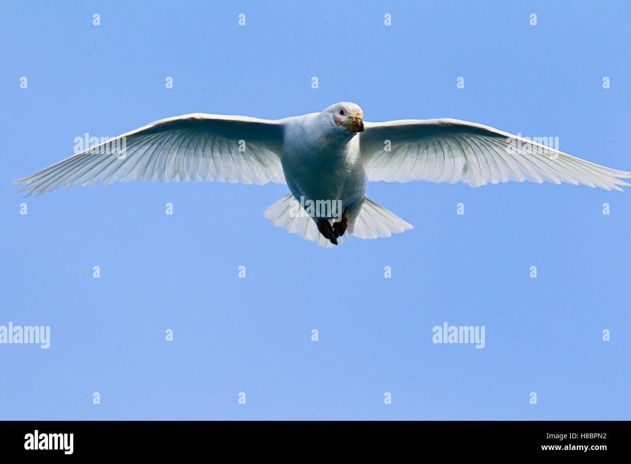 Snowy Sheathbill (Chionis albus) flying, South Georgia Island Stock ...