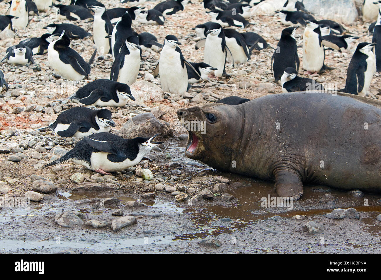 Southern Elephant Seal (Mirounga leonina) disturbing nesting Chinstrap ...