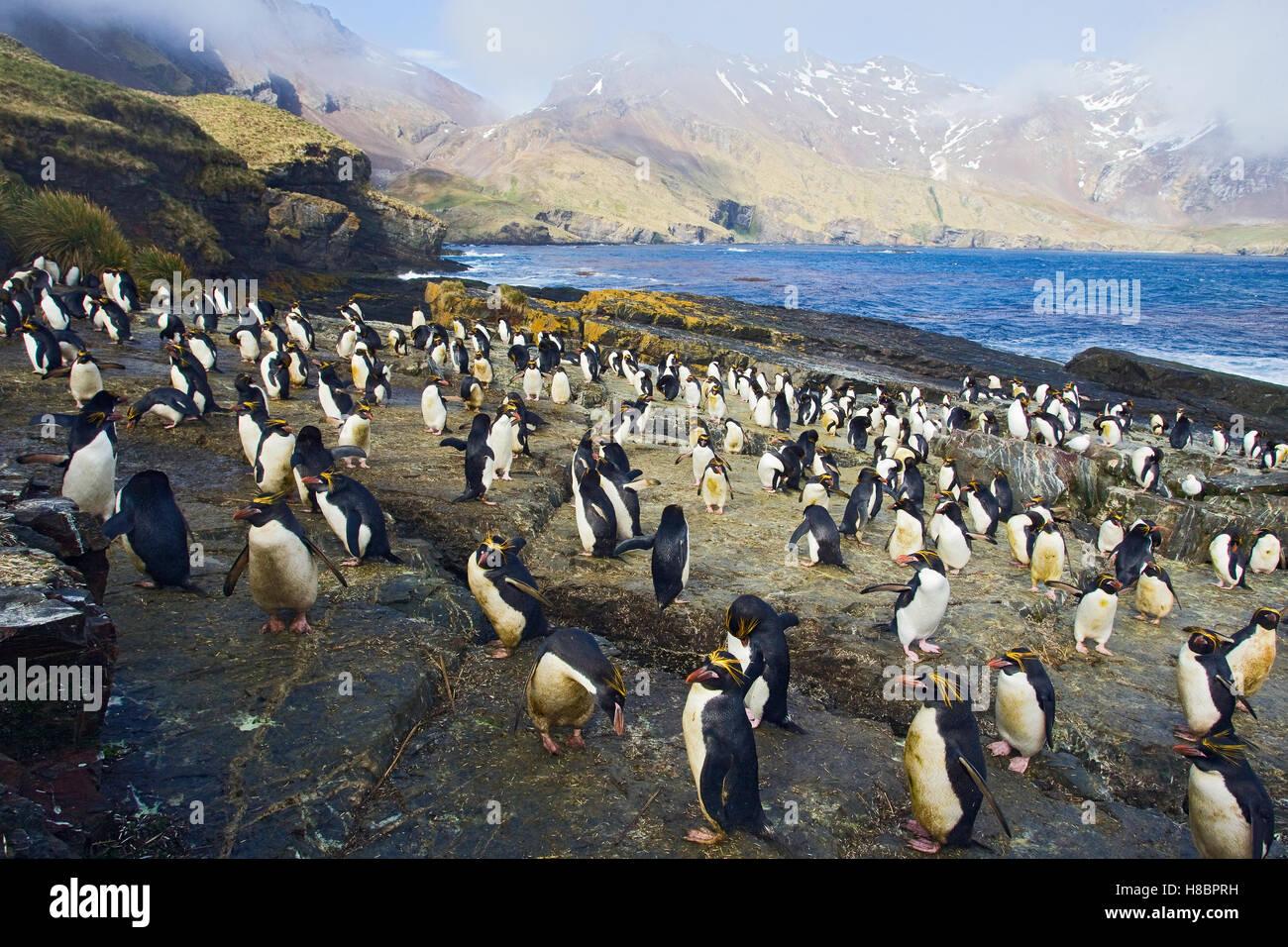 Macaroni Penguin (Eudyptes chrysolophus) colony on coast, South Georgia ...