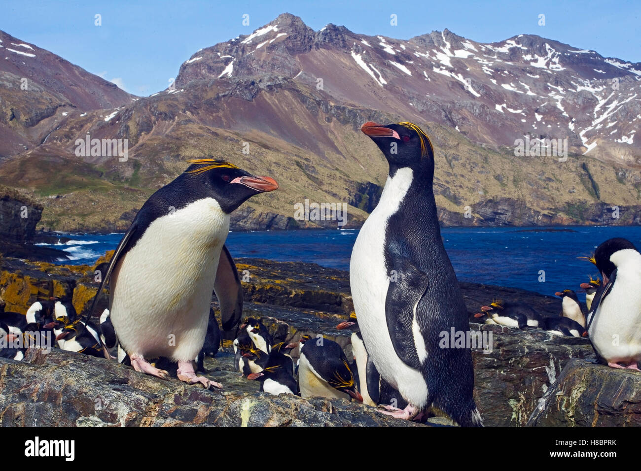 Macaroni Penguin (Eudyptes chrysolophus) pair in colony on coast, South ...