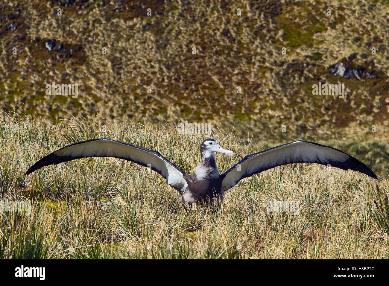 Wandering Albatross (Diomedea exulans) fledgling practicing flight ...