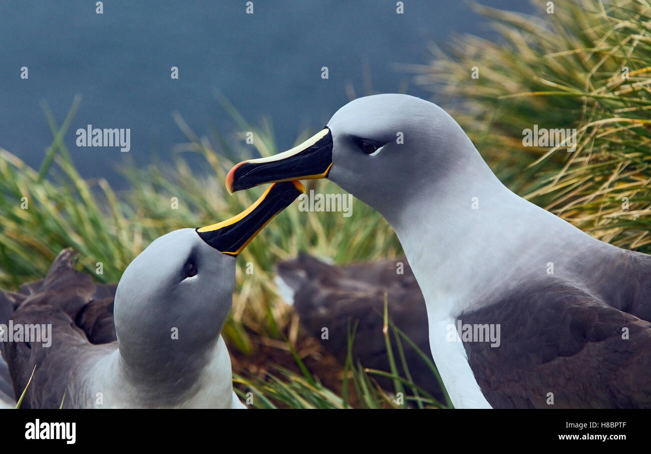 Grey-headed Albatross (Thalassarche chrysostoma) pair in courtship ...