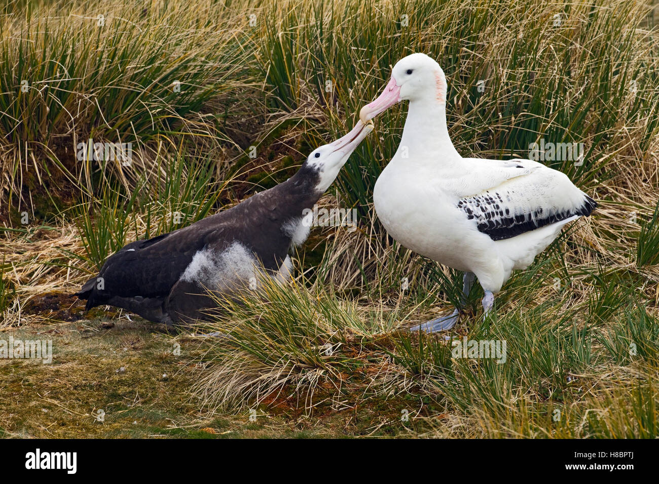 Wandering Albatross (Diomedea exulans) parent feeding fledgling chick ...
