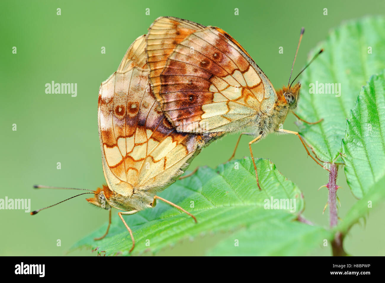 Marbled Fritillary (Brenthis daphne) butterflies mating on Bramble ...