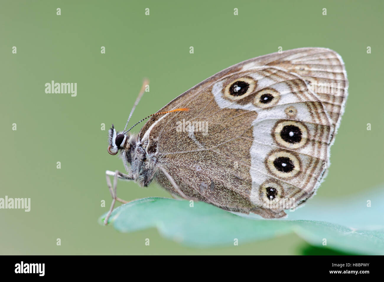 Woodland Brown (Lopinga achine) butterfly showing false eyespots, La ...