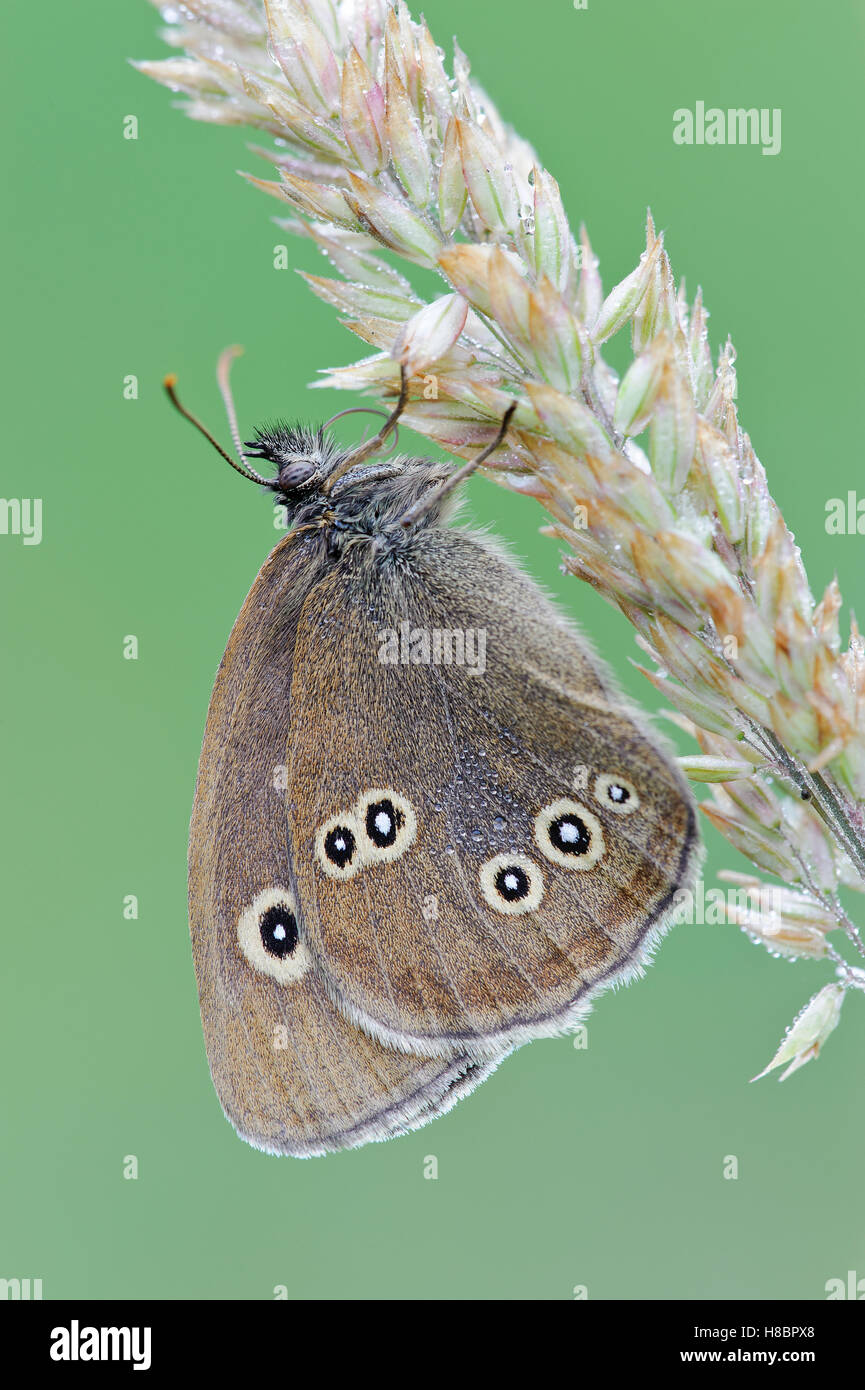 Ringlet (Aphantopus hyperantus) butterfly showing false eyespots, Gaume ...