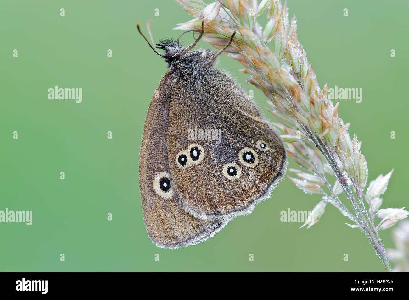 Ringlet (Aphantopus hyperantus) butterfly showing false eyespots, Gaume ...