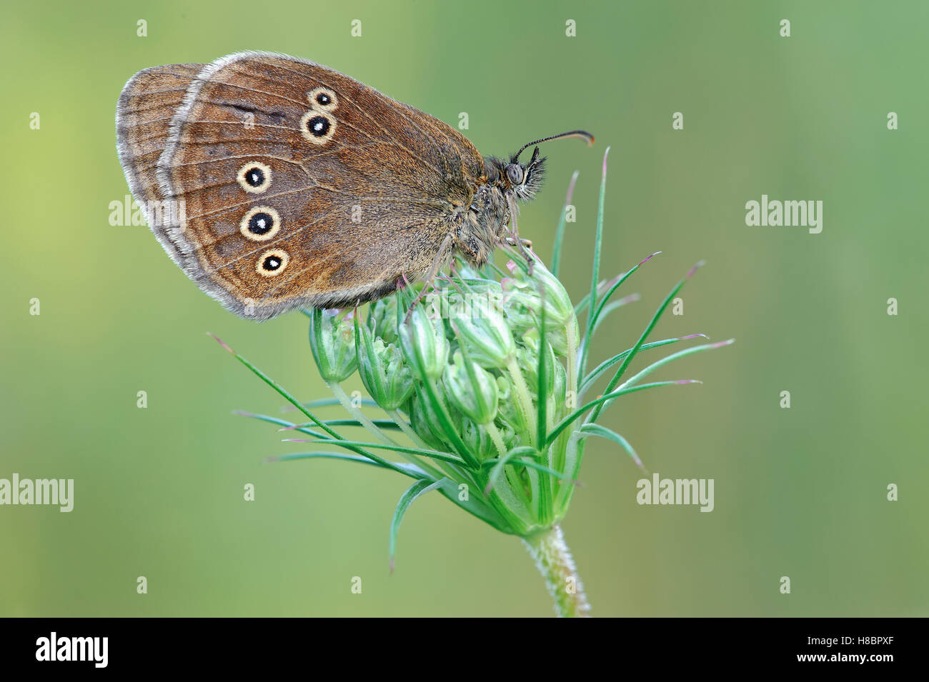 Ringlet (Aphantopus hyperantus) butterfly showing false eyespots, Gaume ...
