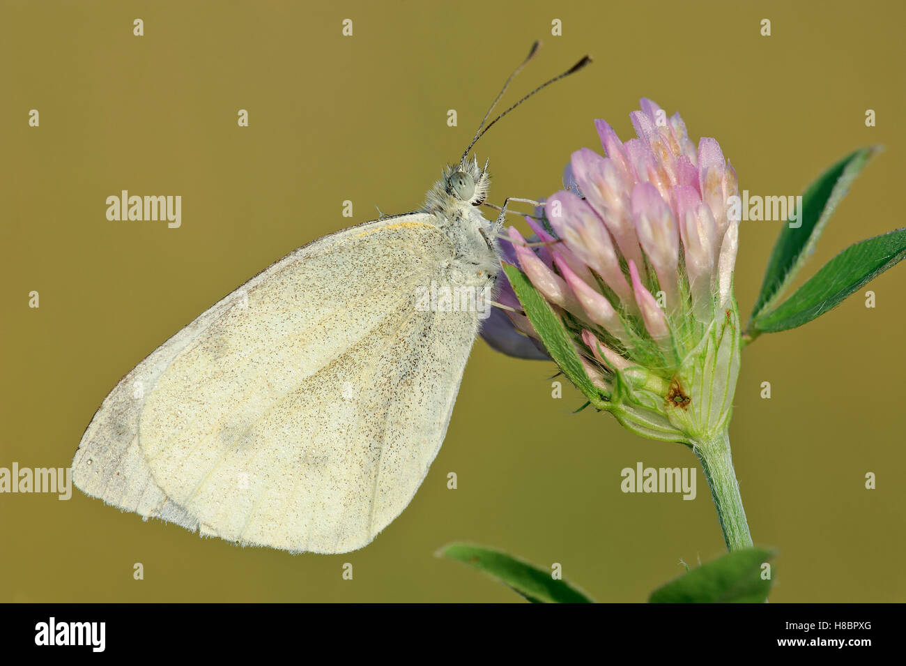 Cabbage White (Pieris rapae) butterfly on flower, Gaume, Lorraine ...