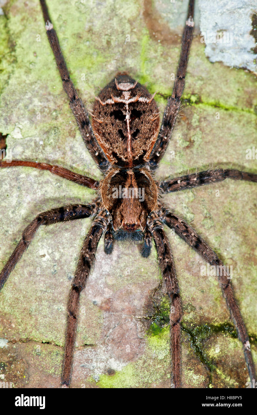 Wandering Spider (Phoneutria sp), Mindo, Pichincha Province, Ecuador ...