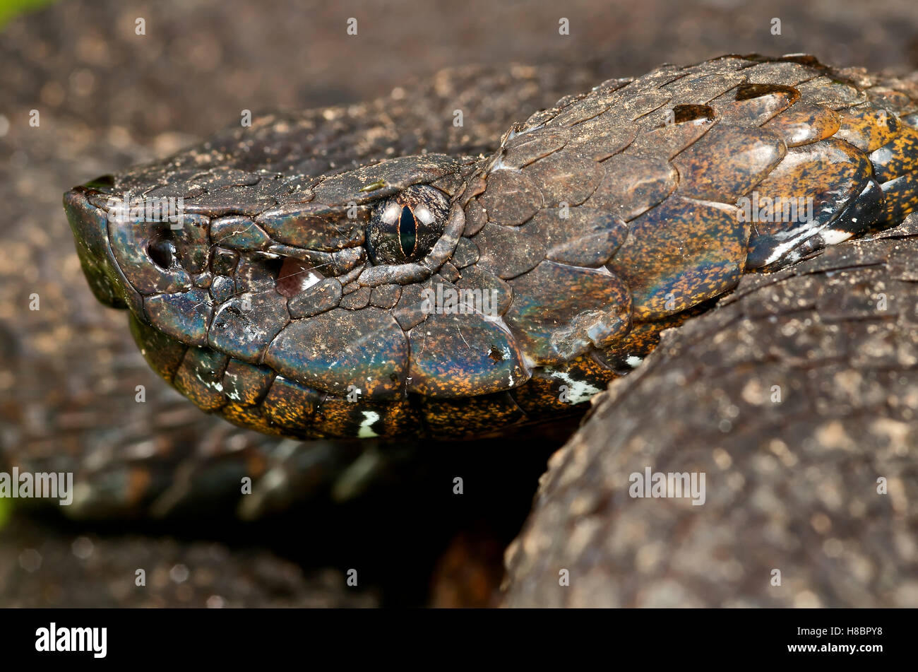 Ecuadorian Toad-headed Pit-viper (Bothrocophias campbelli), Mindo ...
