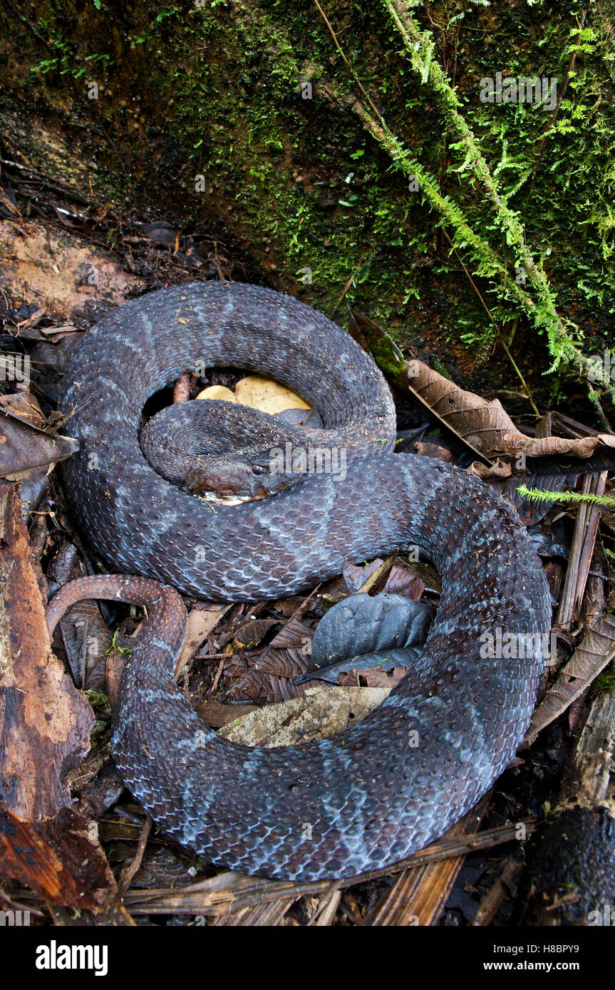 Ecuadorian Toad-headed Pit-viper (Bothrocophias campbelli), Mindo, Pichincha Province, Ecuador ...
