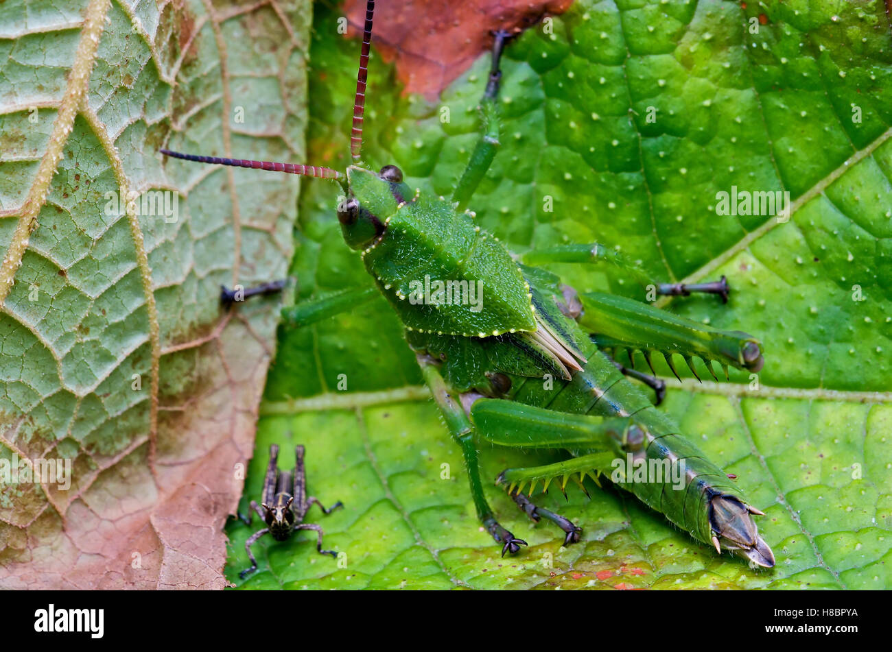 Katydid female and nymph, Mindo, Pichincha Province, Ecuador, South America Stock Photo - Alamy