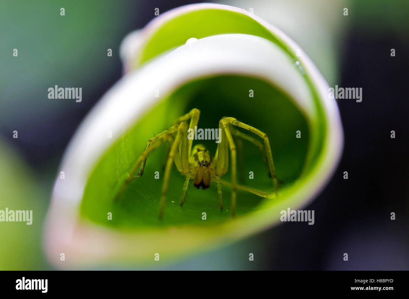 Sac Spider (Clubionidae) in rolled leaf, Mindo, Pichincha Province ...