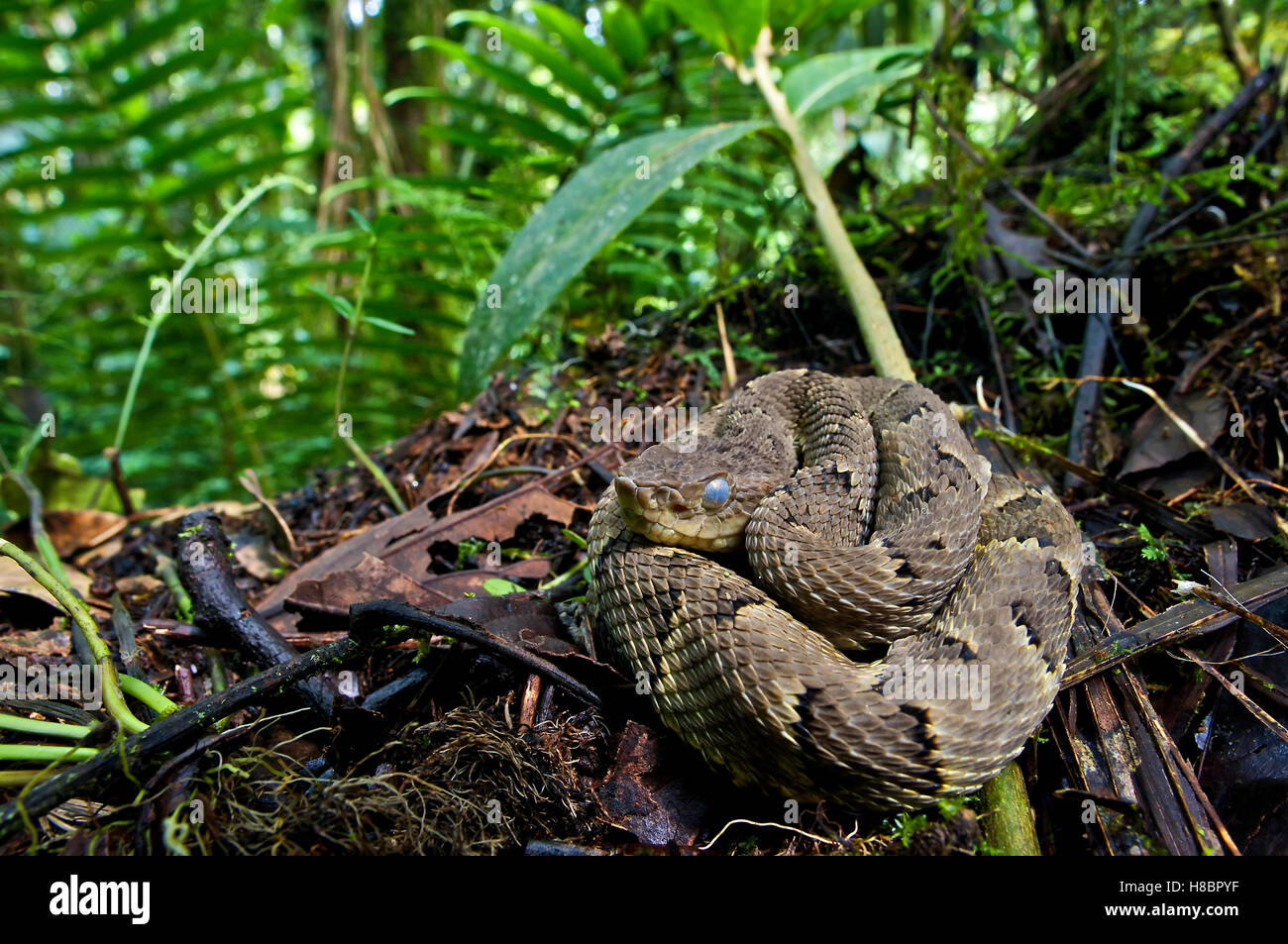 Osborne's Lancehead (Bothrops osbornei) juvenile, Andes, Mindo ...