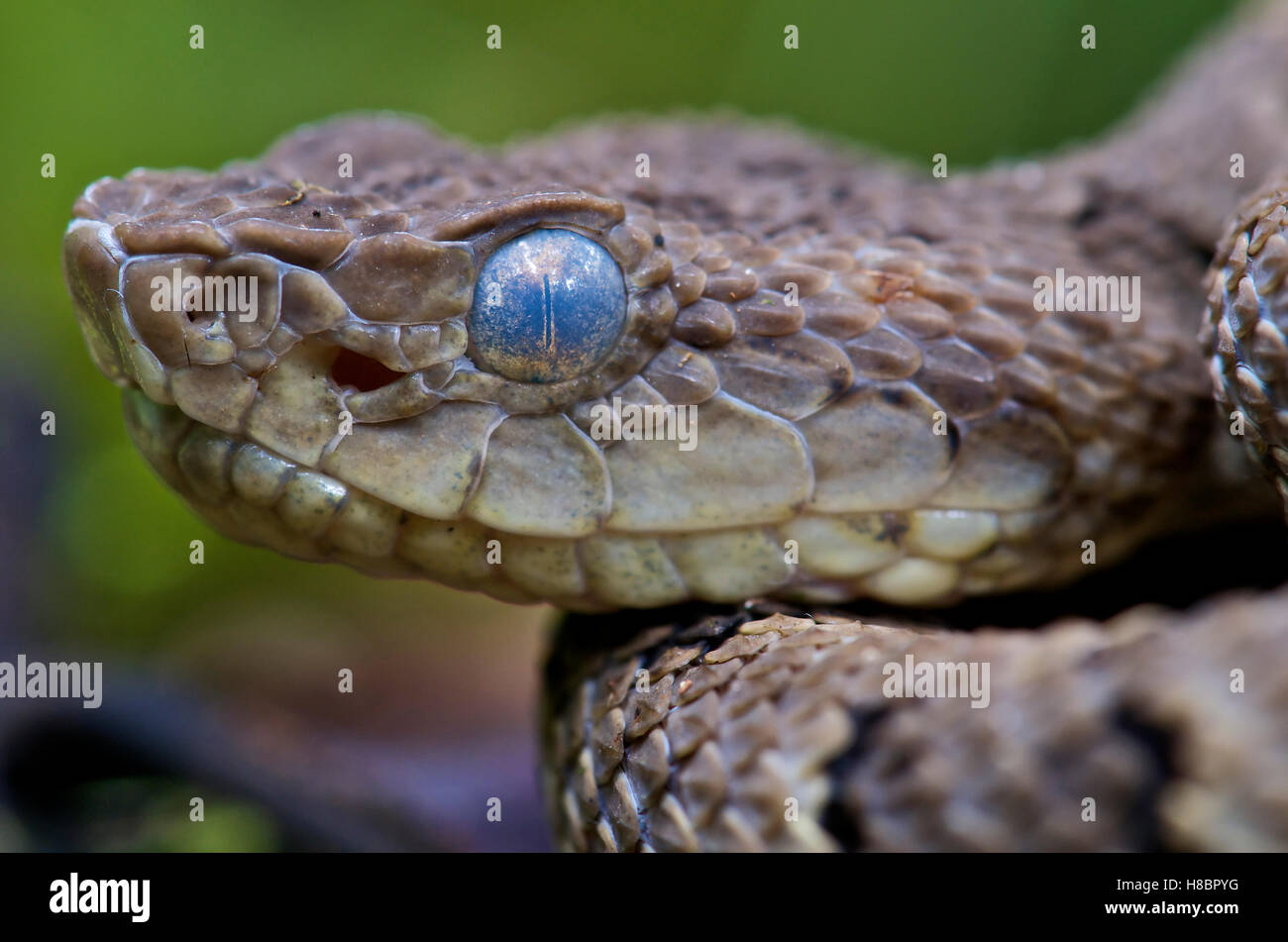 Osborne's Lancehead (Bothrops osbornei) juvenile with blue eye cap ...