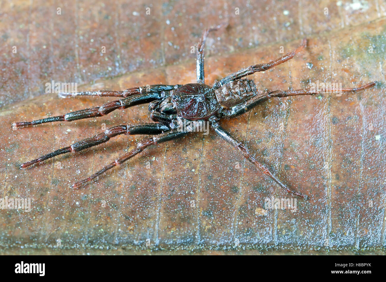 Bald-legged Spider (Paratropis sp), Mindo, Pichincha Province, Ecuador ...