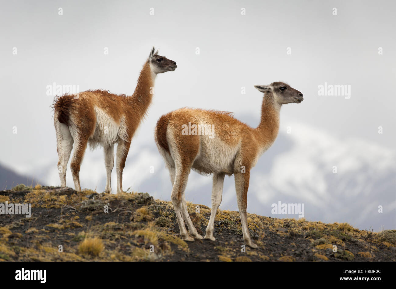 Guanaco (Lama guanicoe) pair on mountain slope, Torres del Paine ...