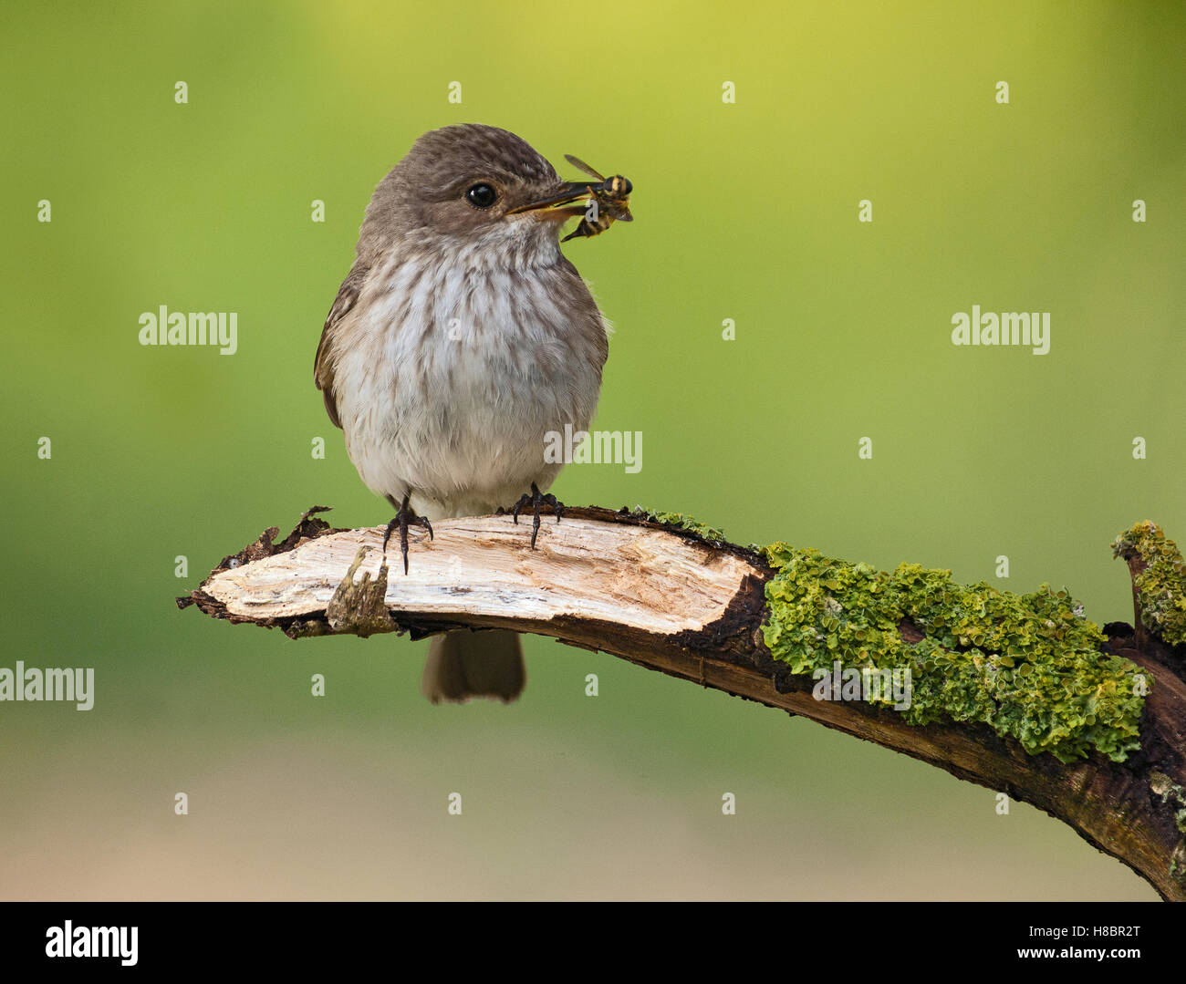 Spotted Flycatcher (Muscicapa striata) with insect prey, Wolvega ...