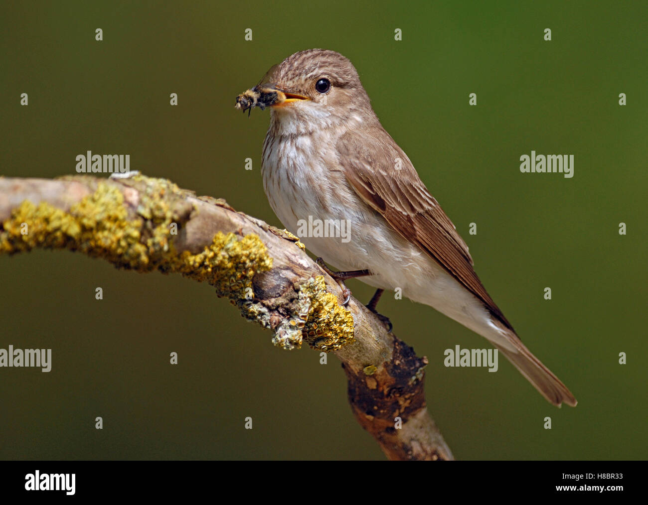 Spotted Flycatcher (Muscicapa striata) with insect prey, Wolvega ...