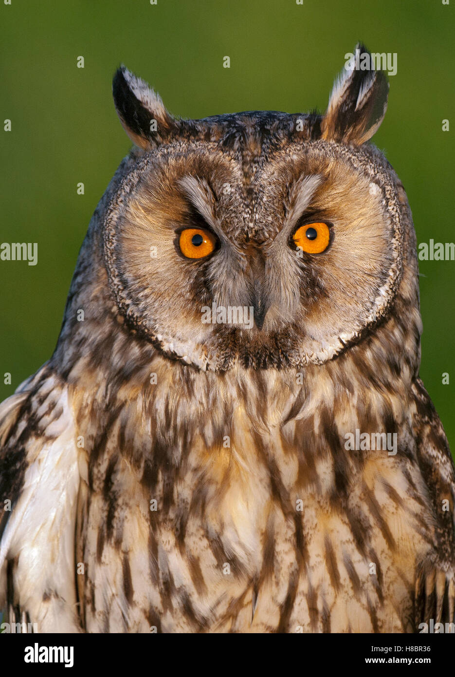 Long-eared Owl (Asio otus) portrait, Brandermeer, Friesland ...