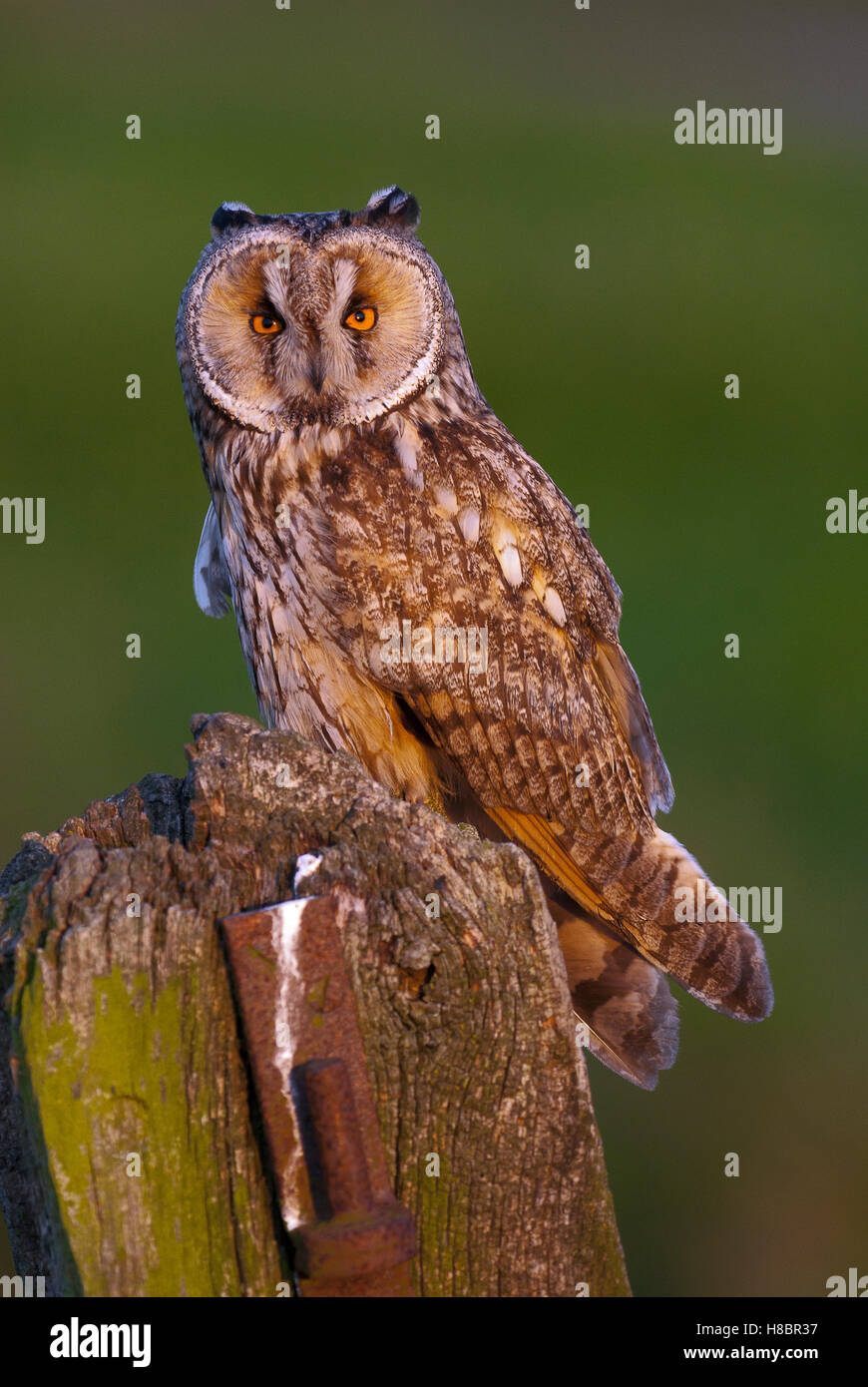 Long-eared Owl (Asio otus), Brandermeer, Friesland, Netherlands Stock ...