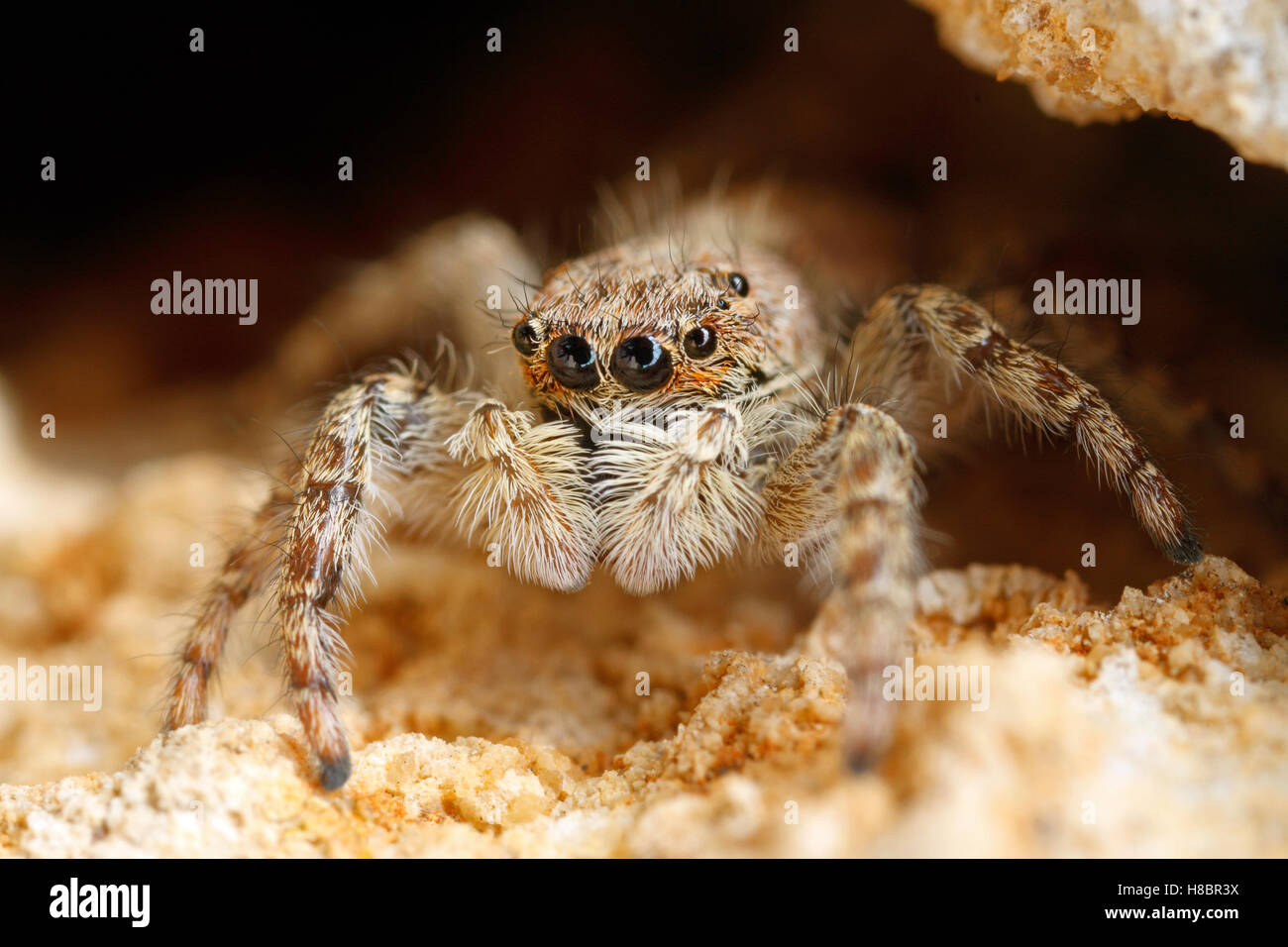 Jumping Spider (Zygoballus sexpunctatus), Les Eyzies-de-Tayac, Dordogne ...