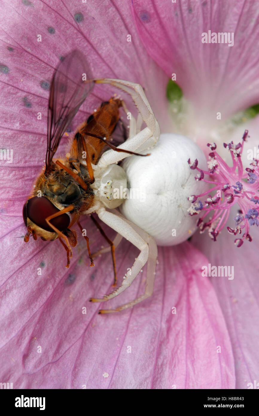 Goldenrod Crab Spider (Misumena vatia) with prey on pink flower ...