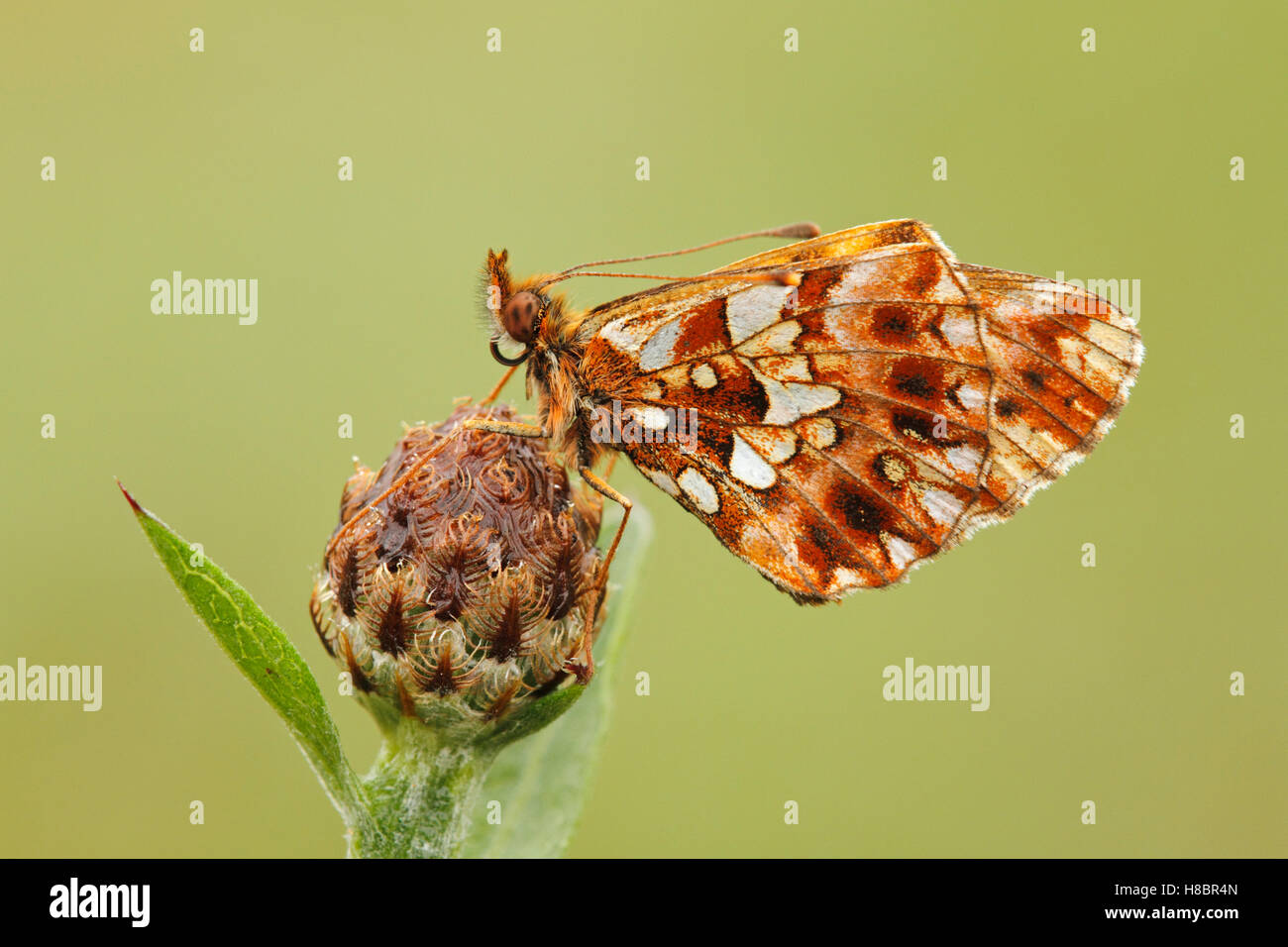 Violet Dropwing (Trithemis annulata) butterfly resting on flower bud ...