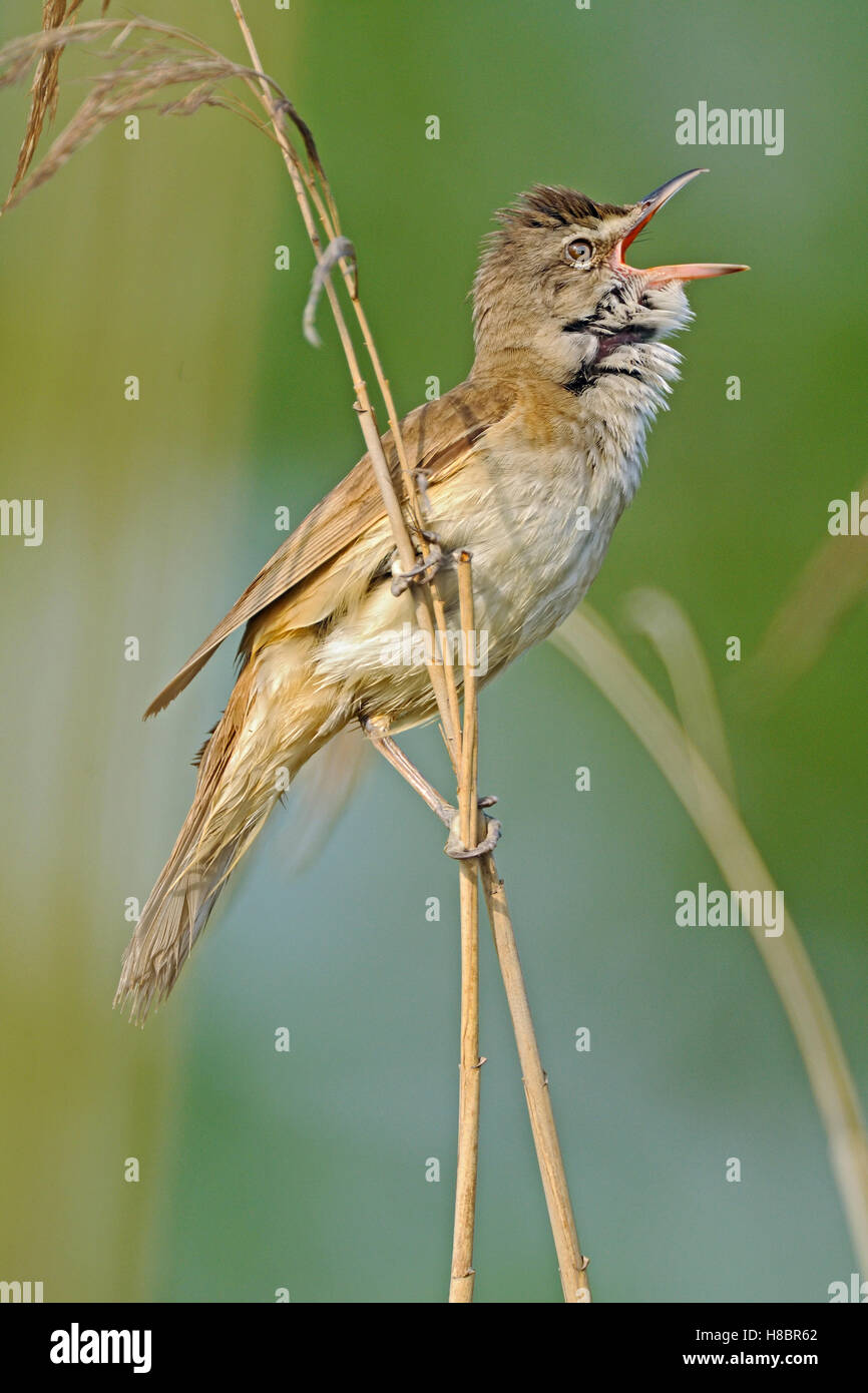 Great Reed Warbler (Acrocephalus arundinaceus) singing, Pleven ...