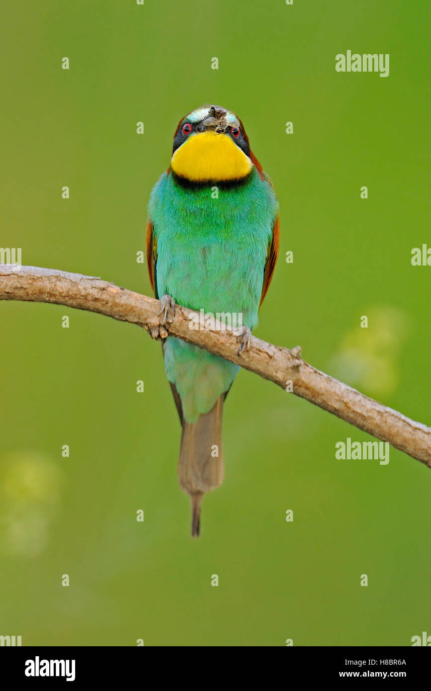 European Bee-eater (Merops apiaster) with bee prey in its bill, Pleven ...