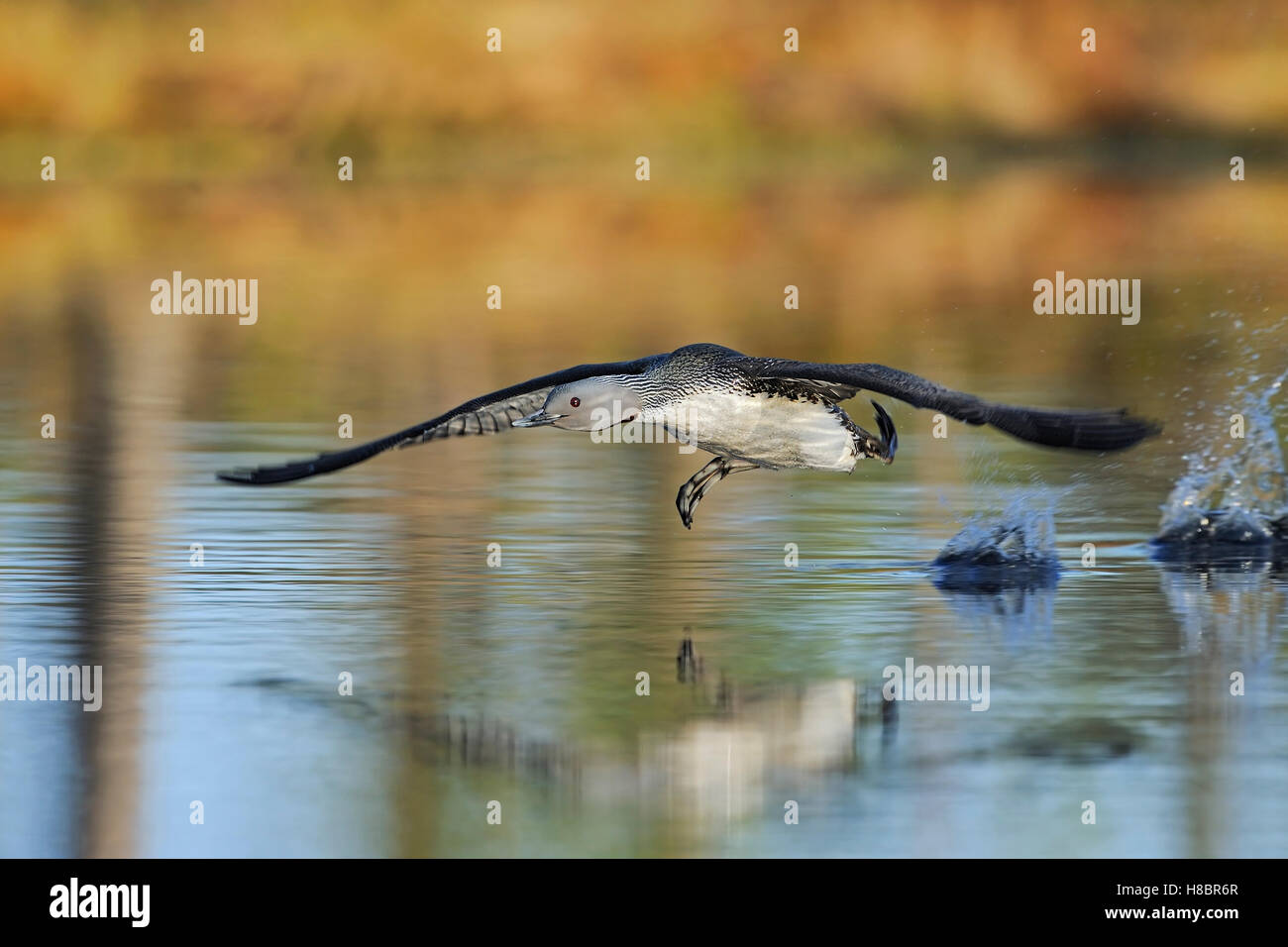 Red-throated Loon (Gavia stellata) taking flight, Hellefors, Sweden Stock Photo - Alamy