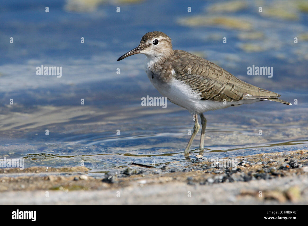 Spotted Sandpiper (Tringa macularia), Florida Stock Photo - Alamy