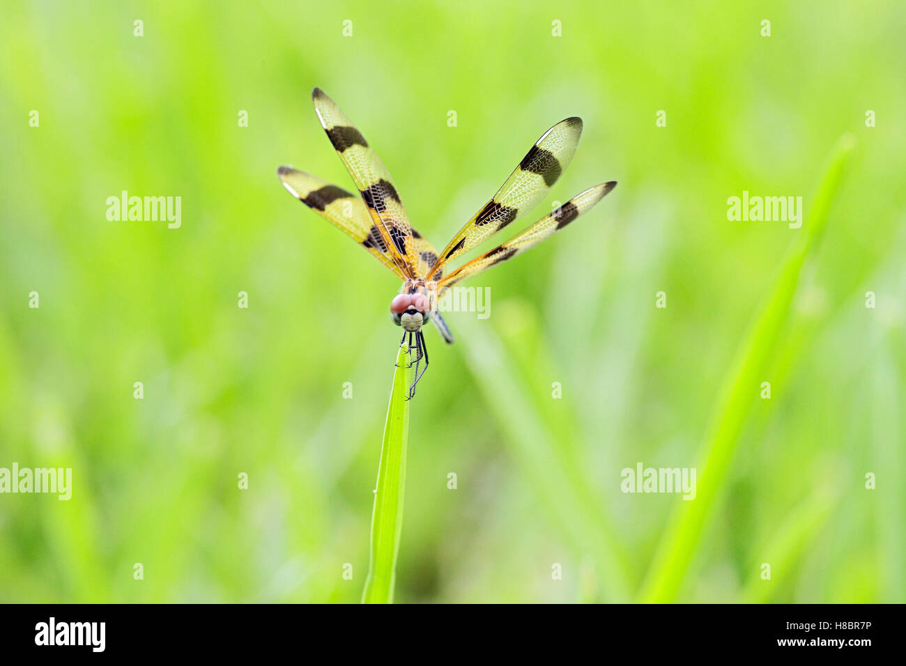 Halloween Pennant (Celithemis eponina) dragonfly, Florida Stock Photo ...