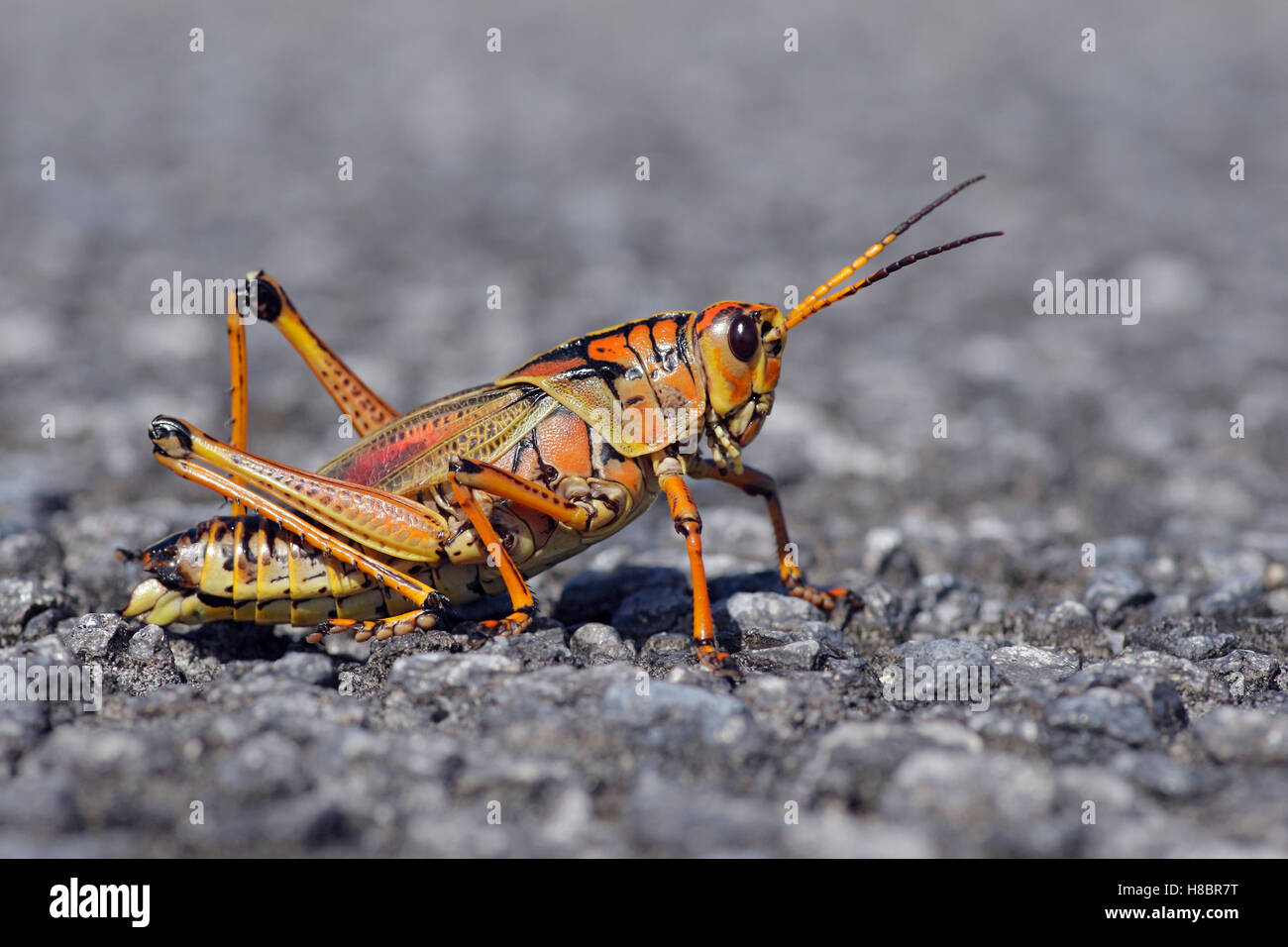 Eastern Lubber Grasshopper (Romalea guttata), Florida Stock Photo - Alamy