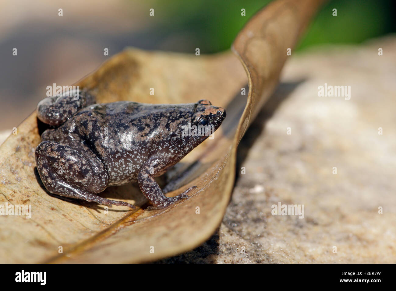 Eastern Narrow-mouthed Toad (Gastrophryne carolinensis), Florida Stock ...