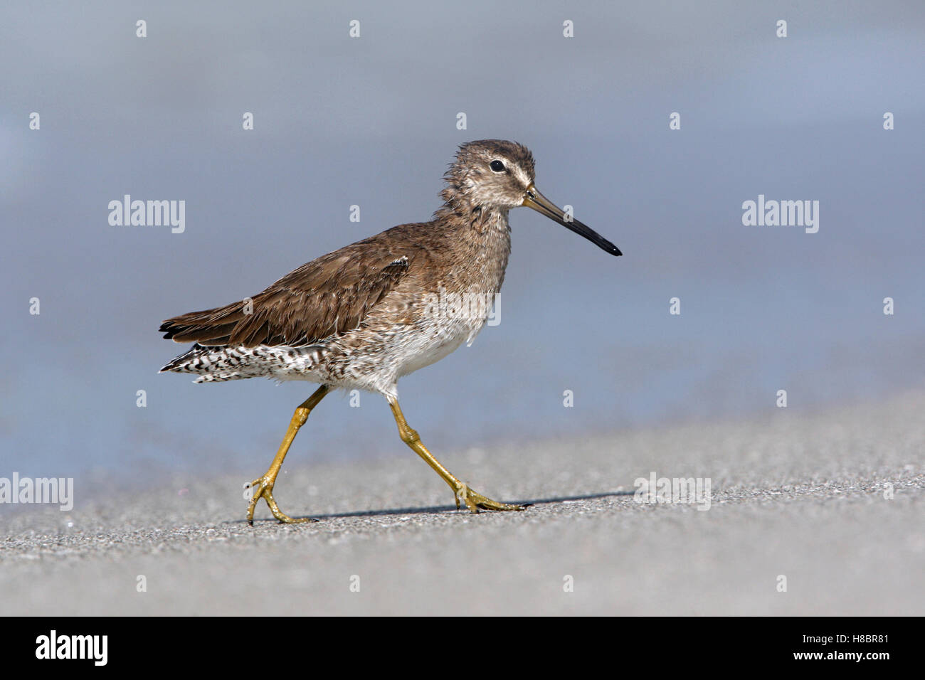 Short-billed Dowitcher (Limnodromus griseus), Florida Stock Photo - Alamy