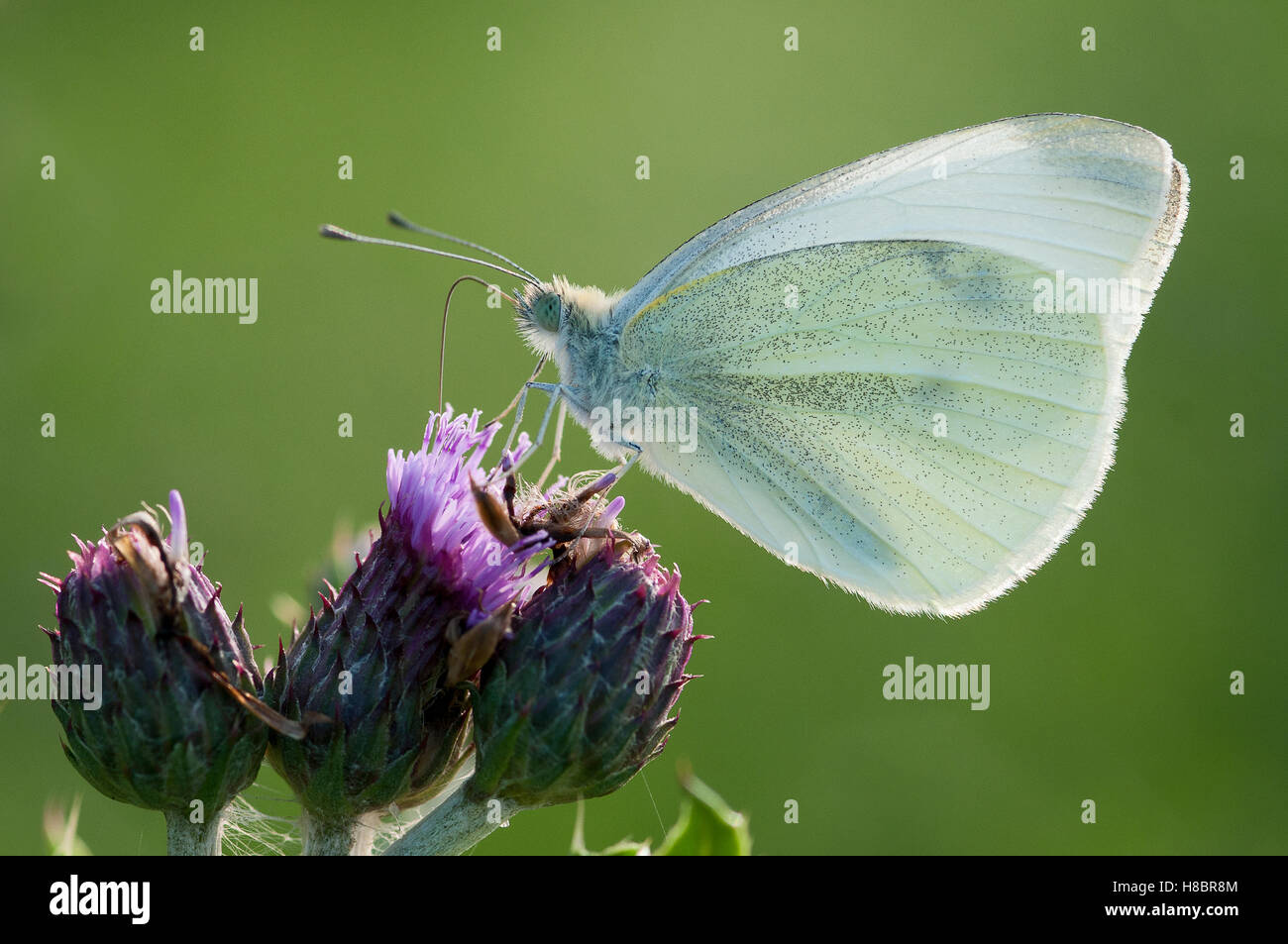 Cabbage White (Pieris rapae) butterfly on flower, Suameer, Friesland ...