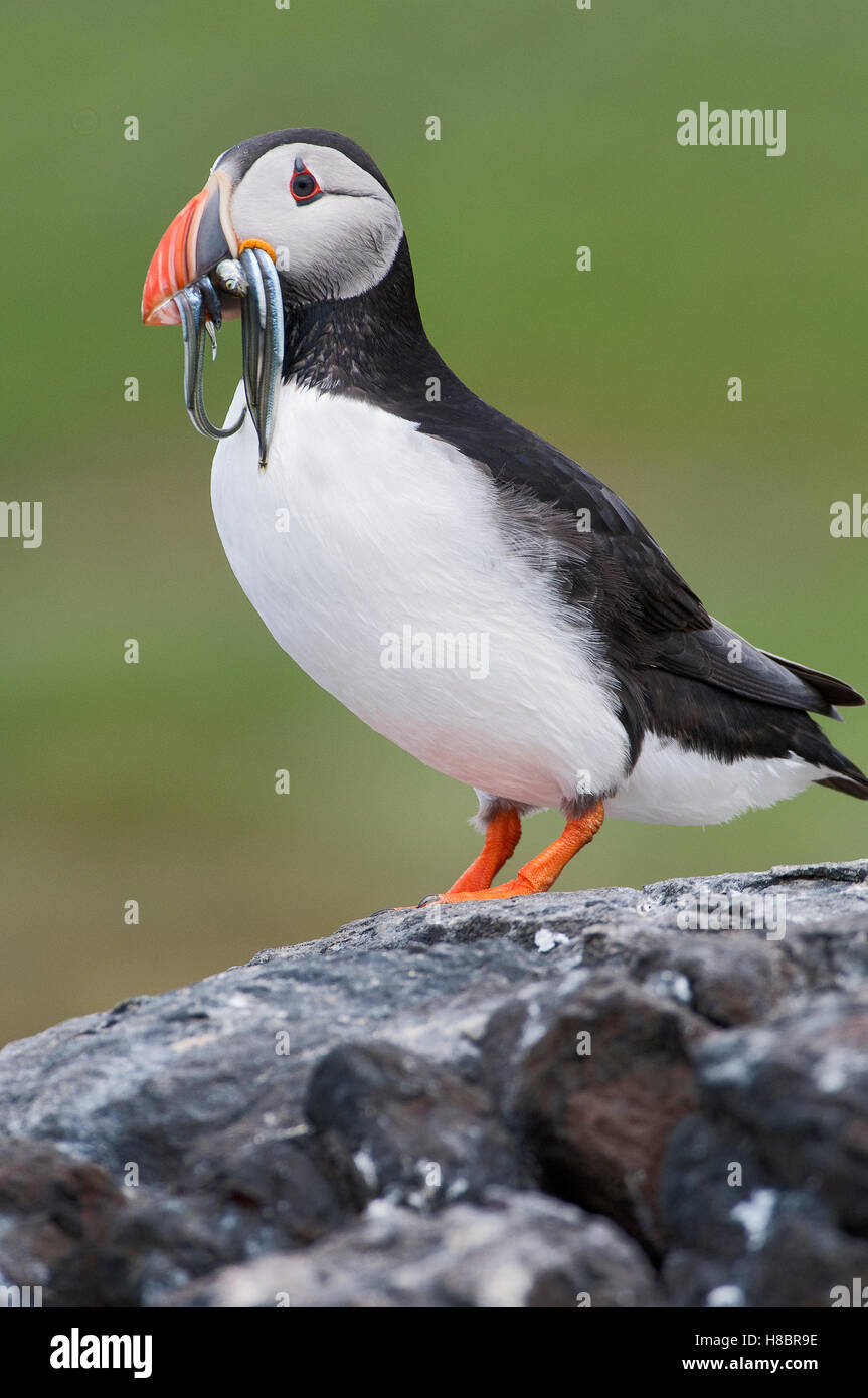Atlantic Puffin (Fratercula arctica) with fish prey, Farne Islands ...