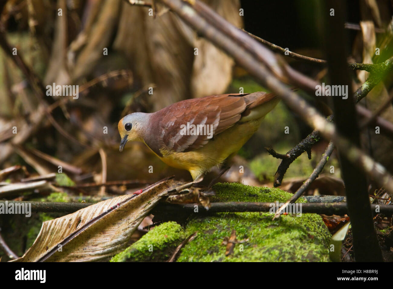 Cinnamon Ground-Dove (Gallicolumba rufigula) foraging, New Guinea ...