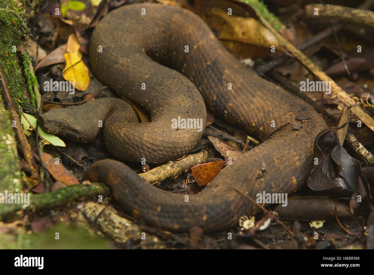 Python (Pythonidae), New Guinea, Papua New Guinea Stock Photo - Alamy